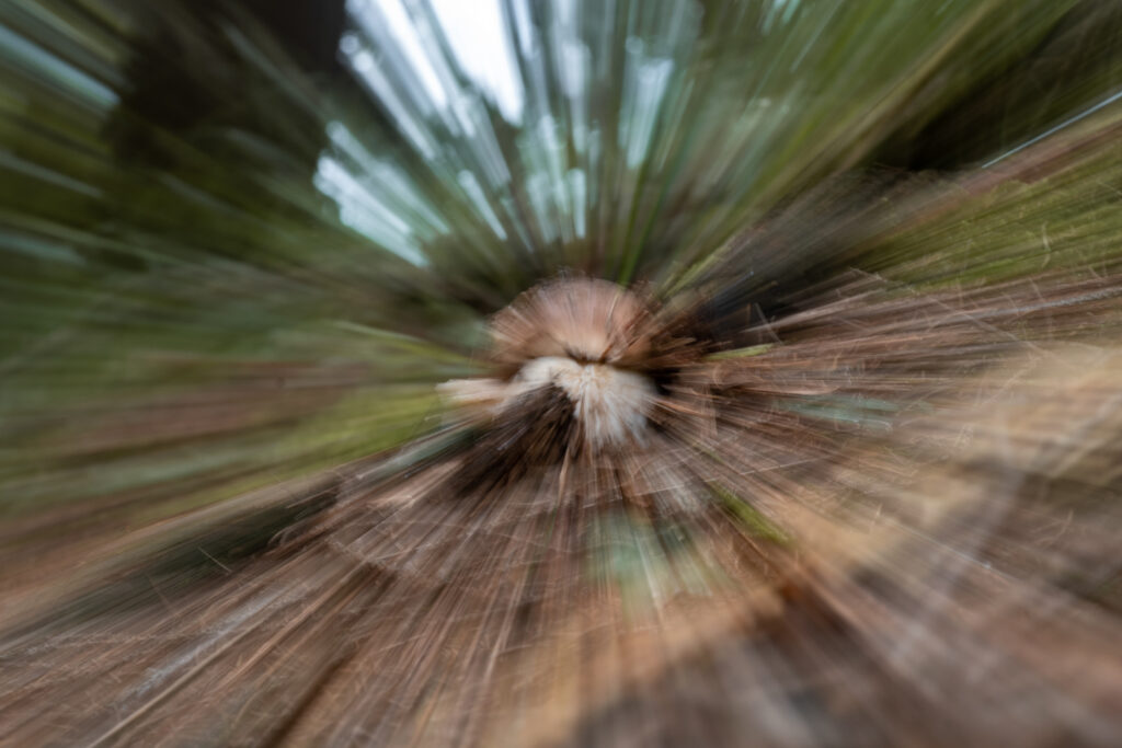 Zoom Blur Photography: Clearly, We Love a Bit of Blurry Drama 😊 - Tjaša ...